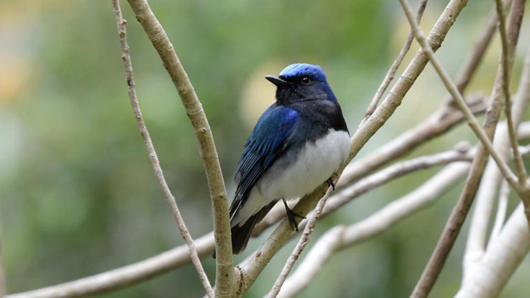 館山野鳥の森 | 館山市神戸地区